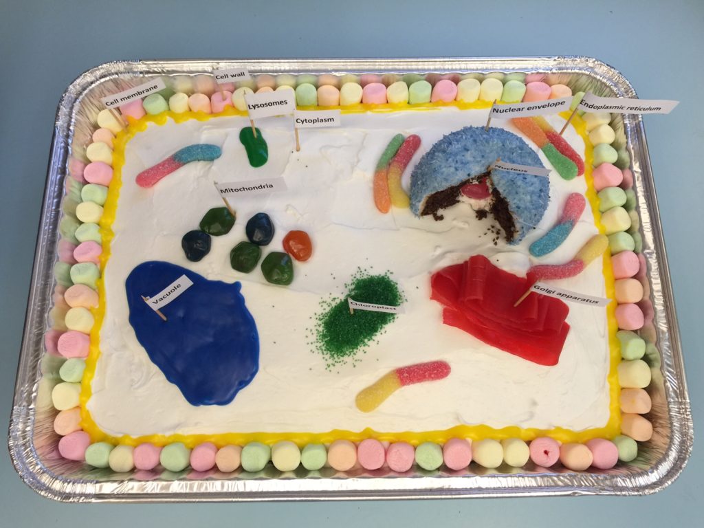 How To Make An Edible Plant Cell Project For School How To Make An Edible Plant Cell Project For School