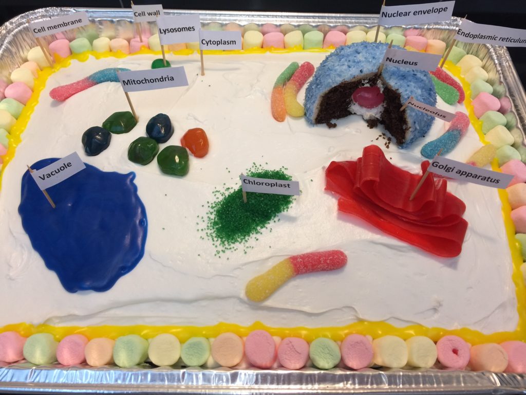 How To Make An Edible Plant Cell Project For School How To Make An Edible Plant Cell Project For School